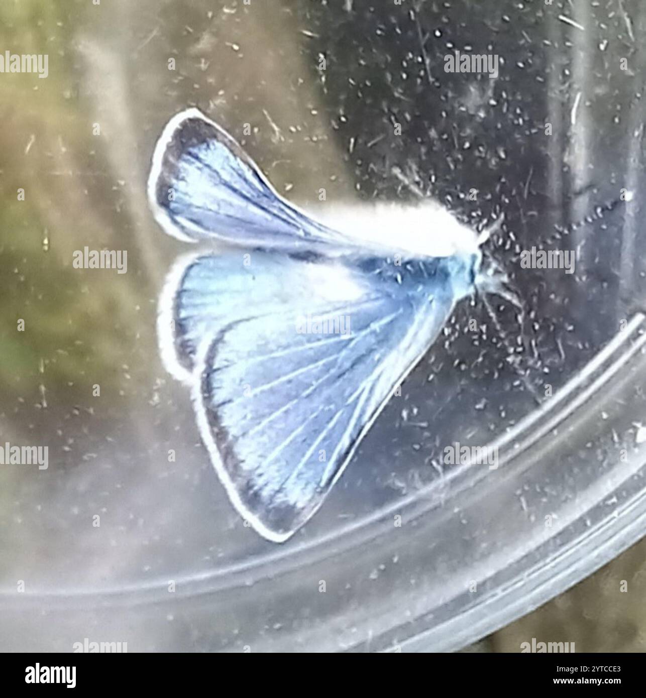 Green-underside Blue (Glaucopsyche alexis Stock Photo - Alamy