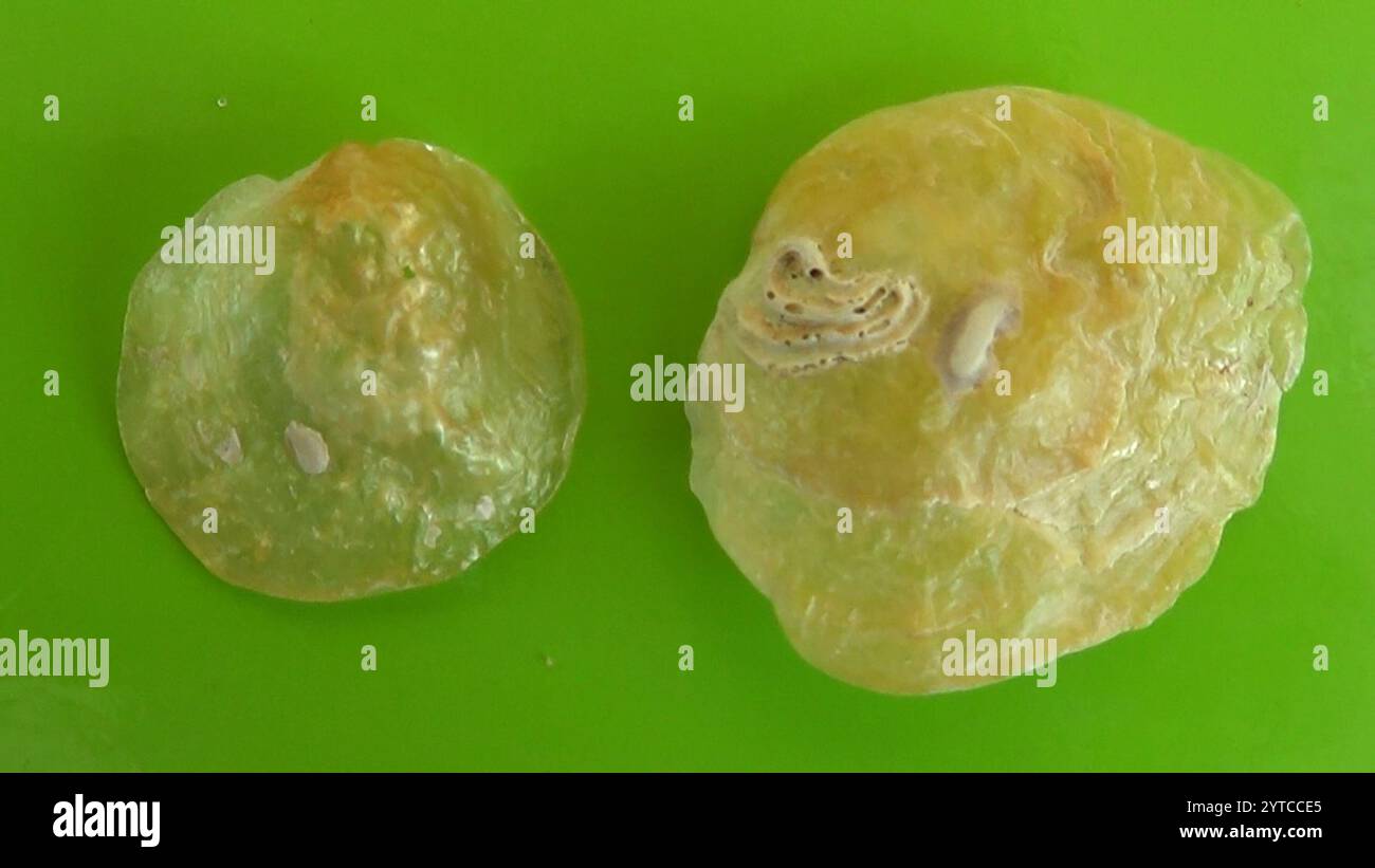 Jingle shells hi-res stock photography and images - Alamy