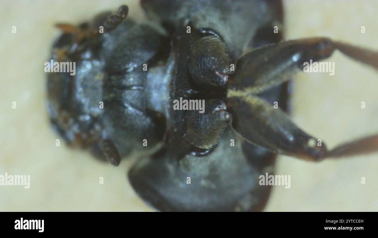 Ground and Water Beetles (Adephaga Stock Photo - Alamy