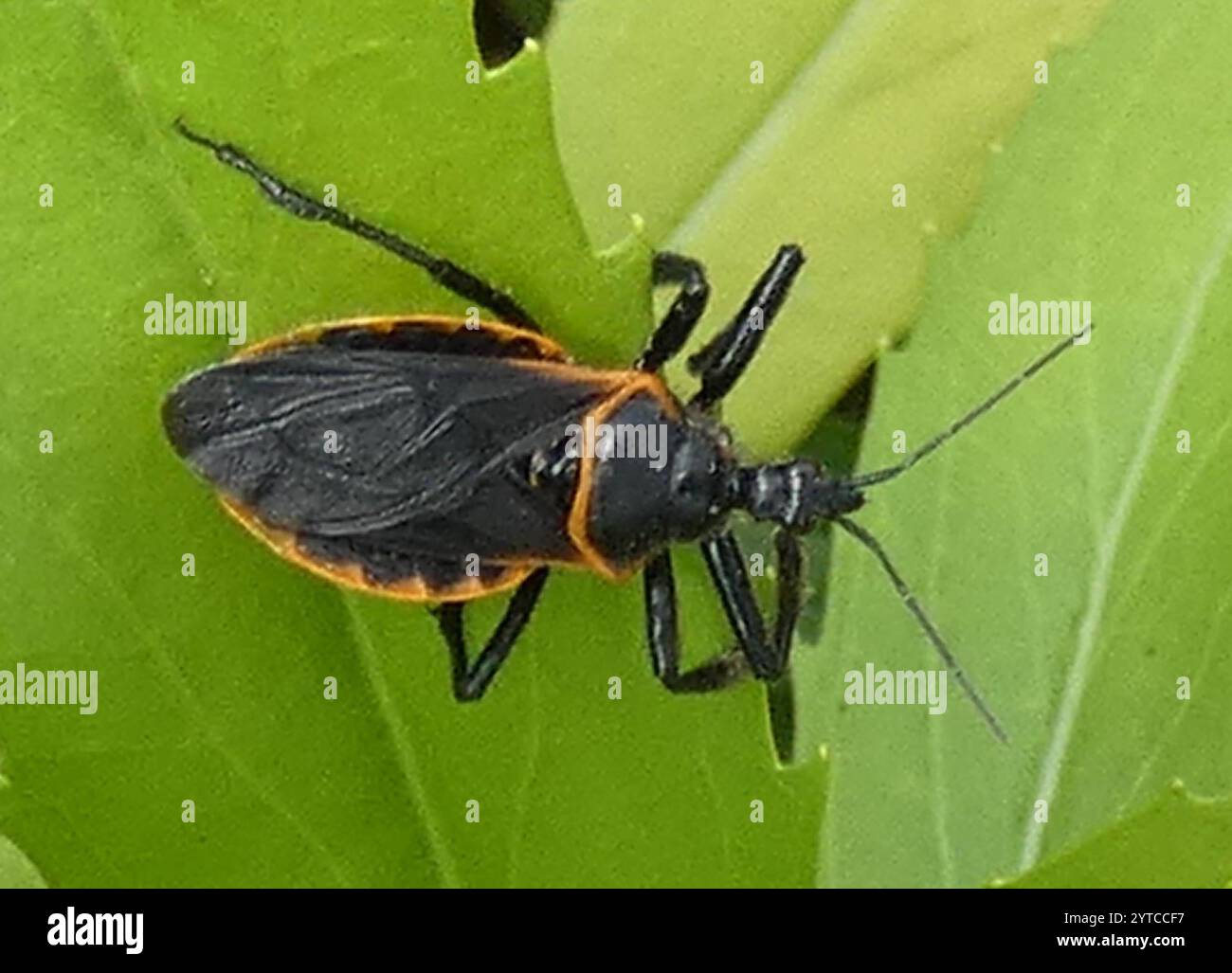 Eastern Bee Assassin (Apiomerus crassipes Stock Photo - Alamy
