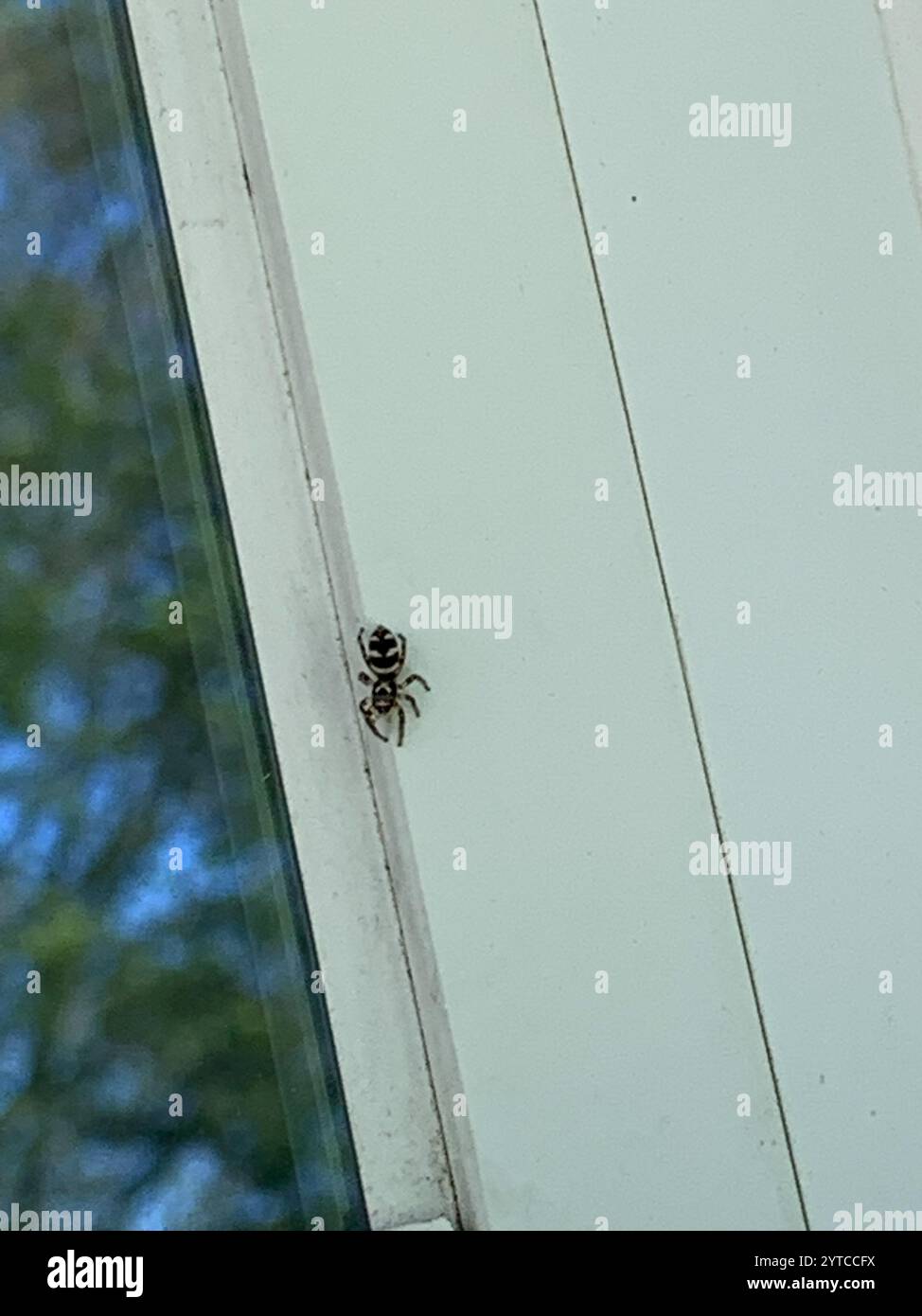 Zebra Jumping Spider (Salticus scenicus Stock Photo - Alamy