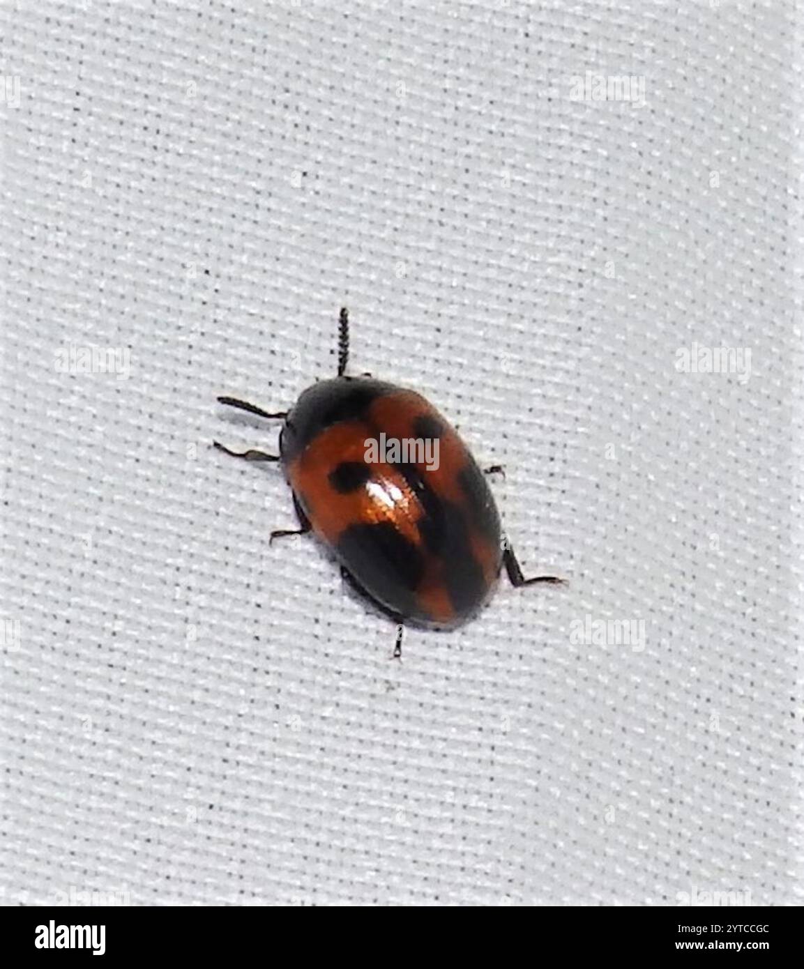 Two-spotted Diaperis (Diaperis maculata Stock Photo - Alamy