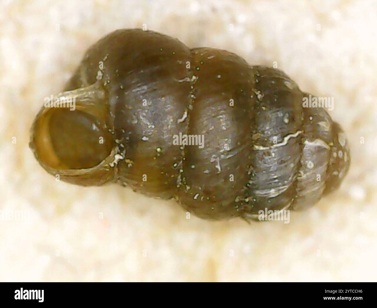 Toothless Chrysalis-snail (Columella edentula Stock Photo - Alamy