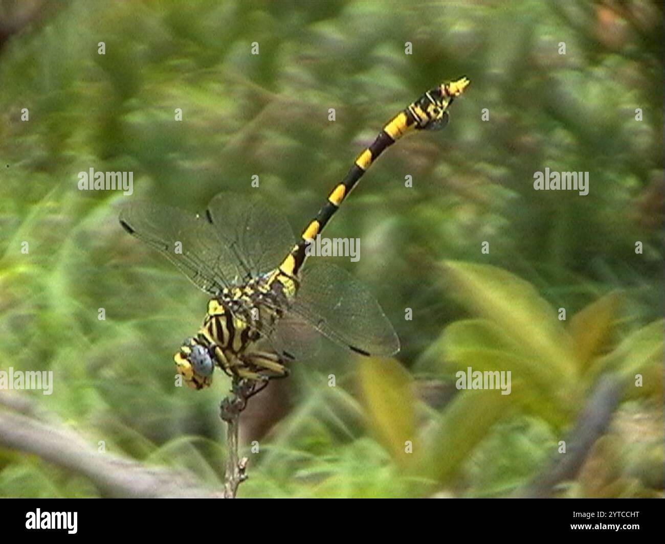 Tigertail (Ictinogomphus ferox Stock Photo - Alamy