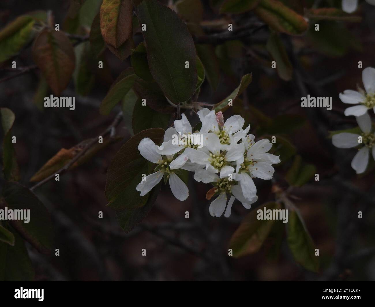 Running Serviceberry (Amelanchier stolonifera Stock Photo - Alamy