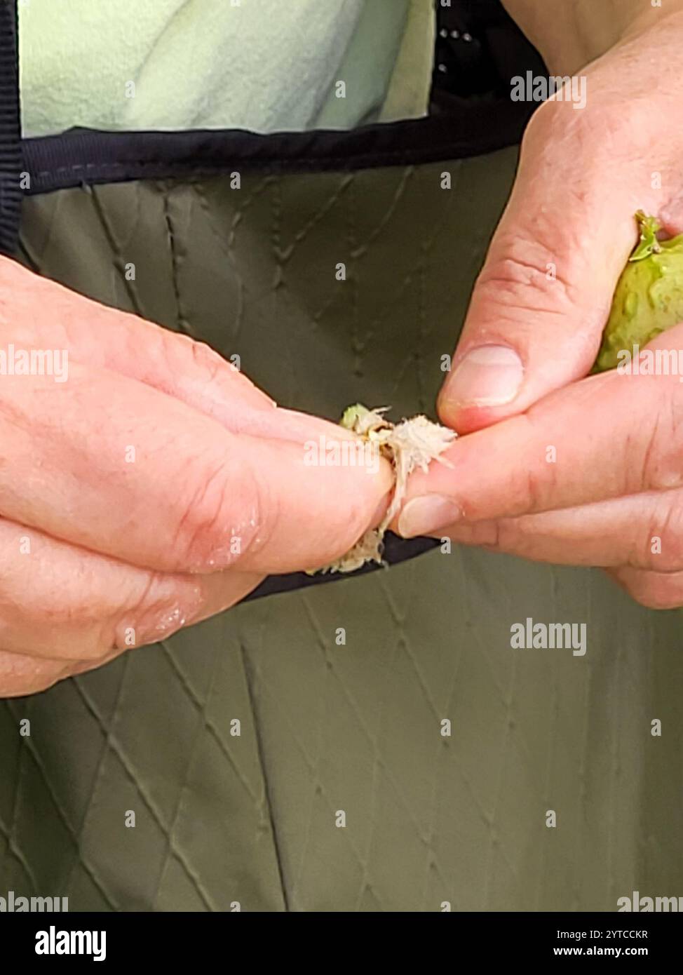 Spongy Oak Apple Gall Wasp (Amphibolips confluenta Stock Photo - Alamy
