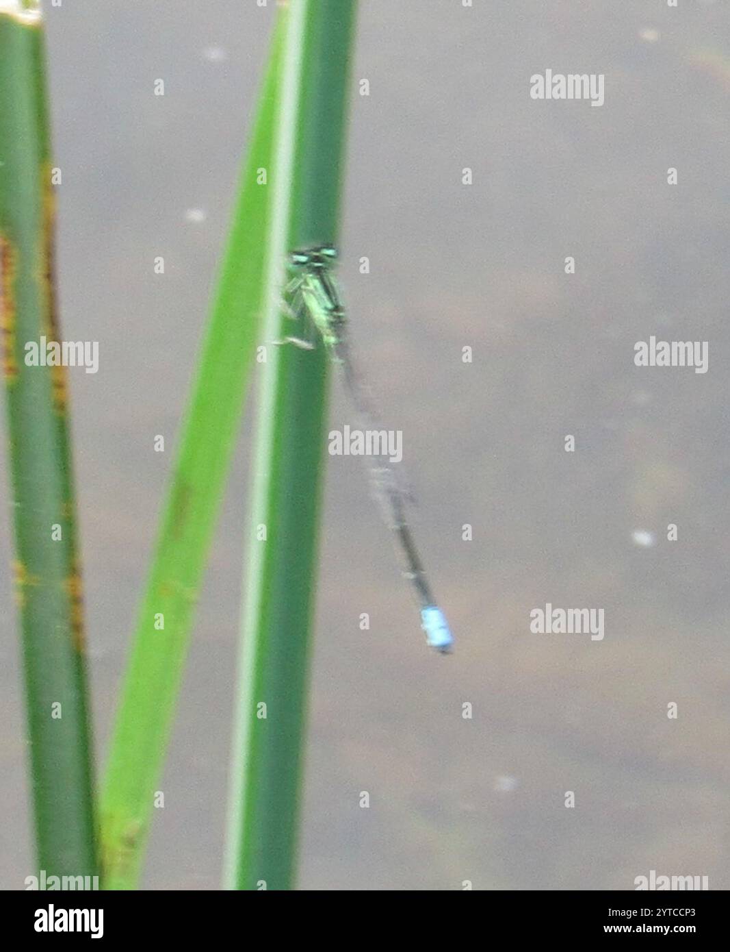 Eastern Forktail (Ischnura verticalis Stock Photo - Alamy
