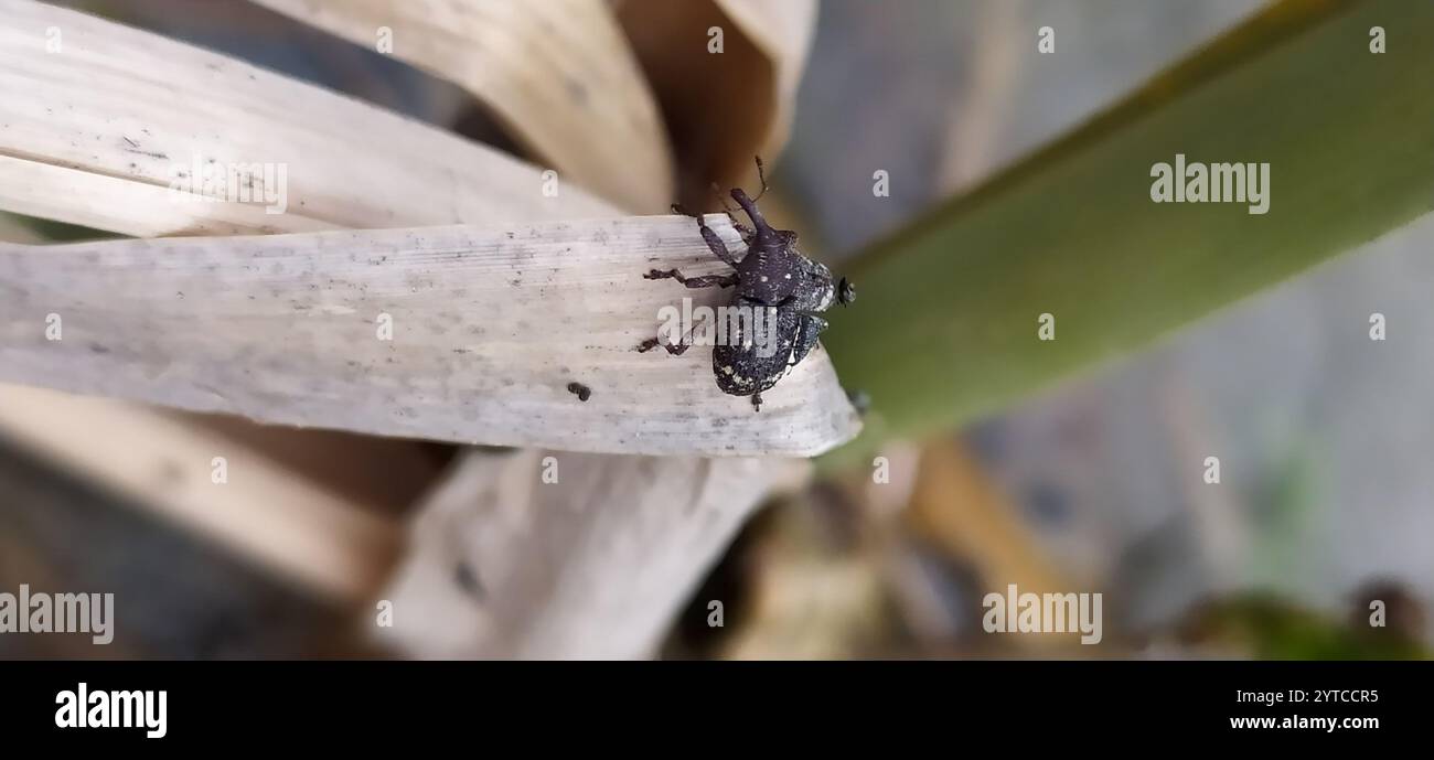 Pine Weevils (Pissodes Stock Photo - Alamy