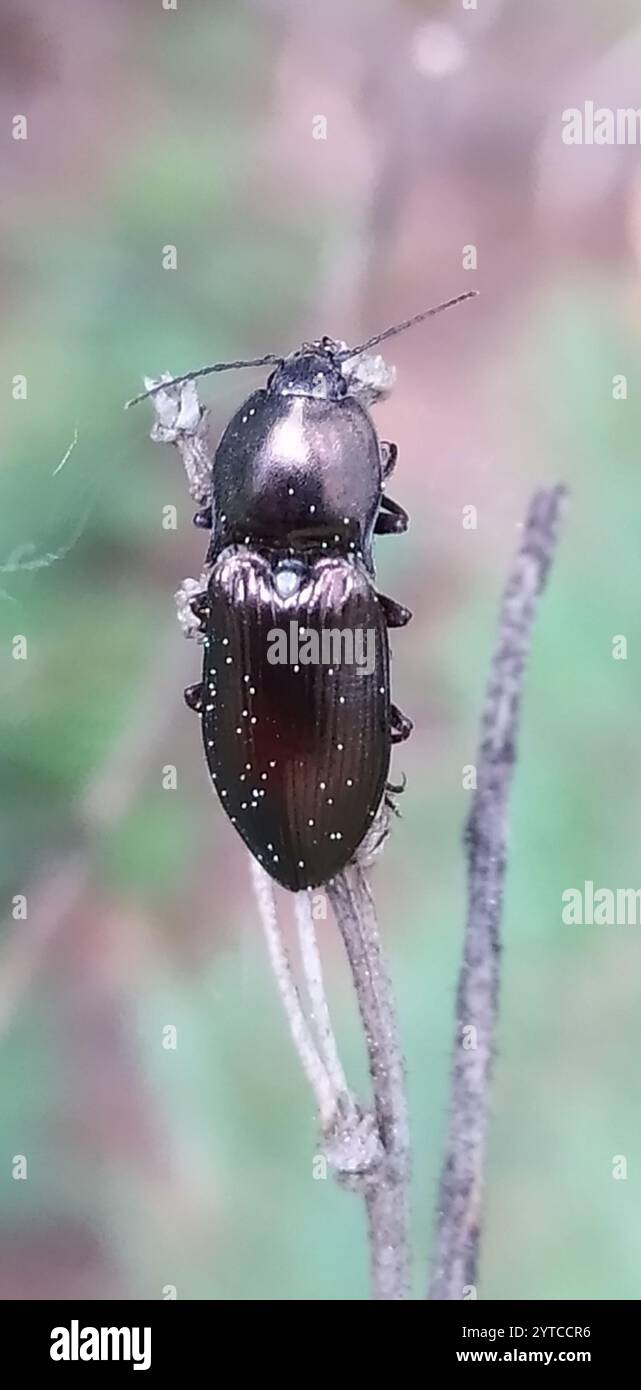 green click beetle (Selatosomus aeneus Stock Photo - Alamy