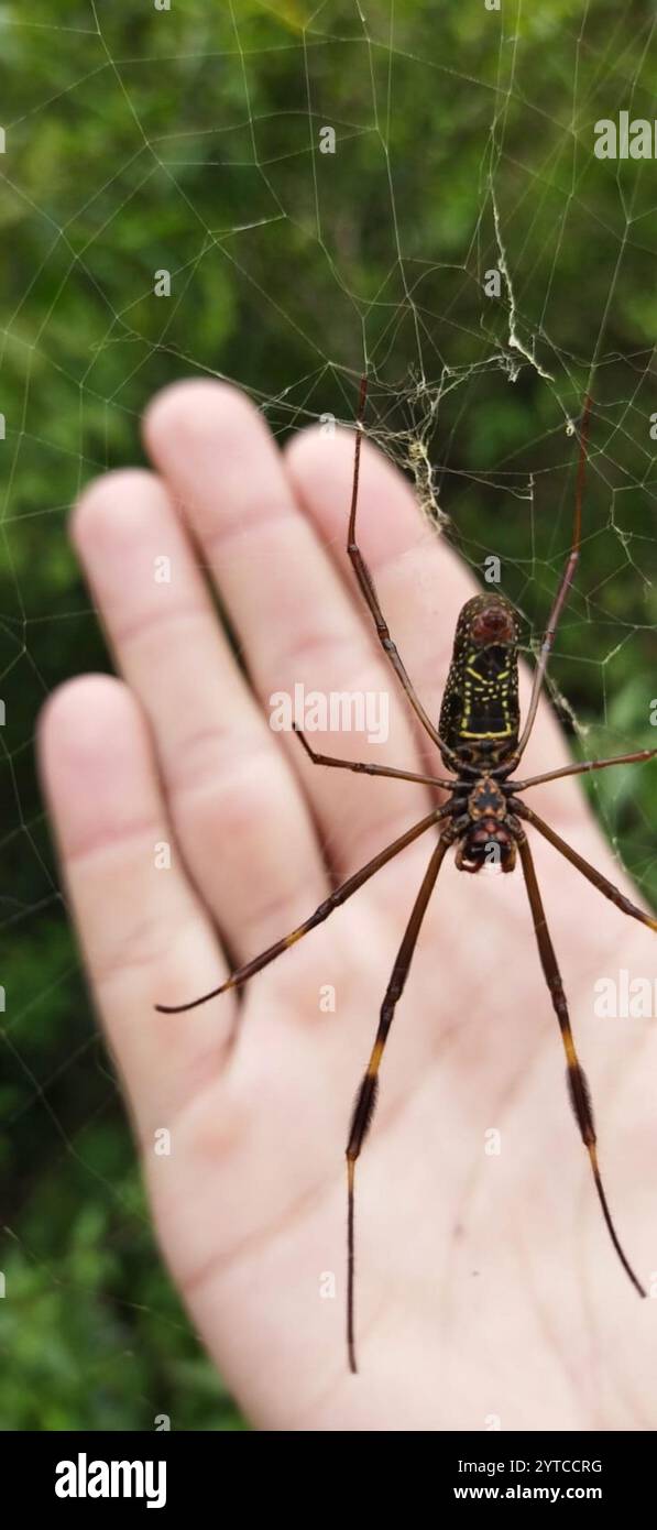 Golden Silk Spider (Trichonephila clavipes Stock Photo - Alamy