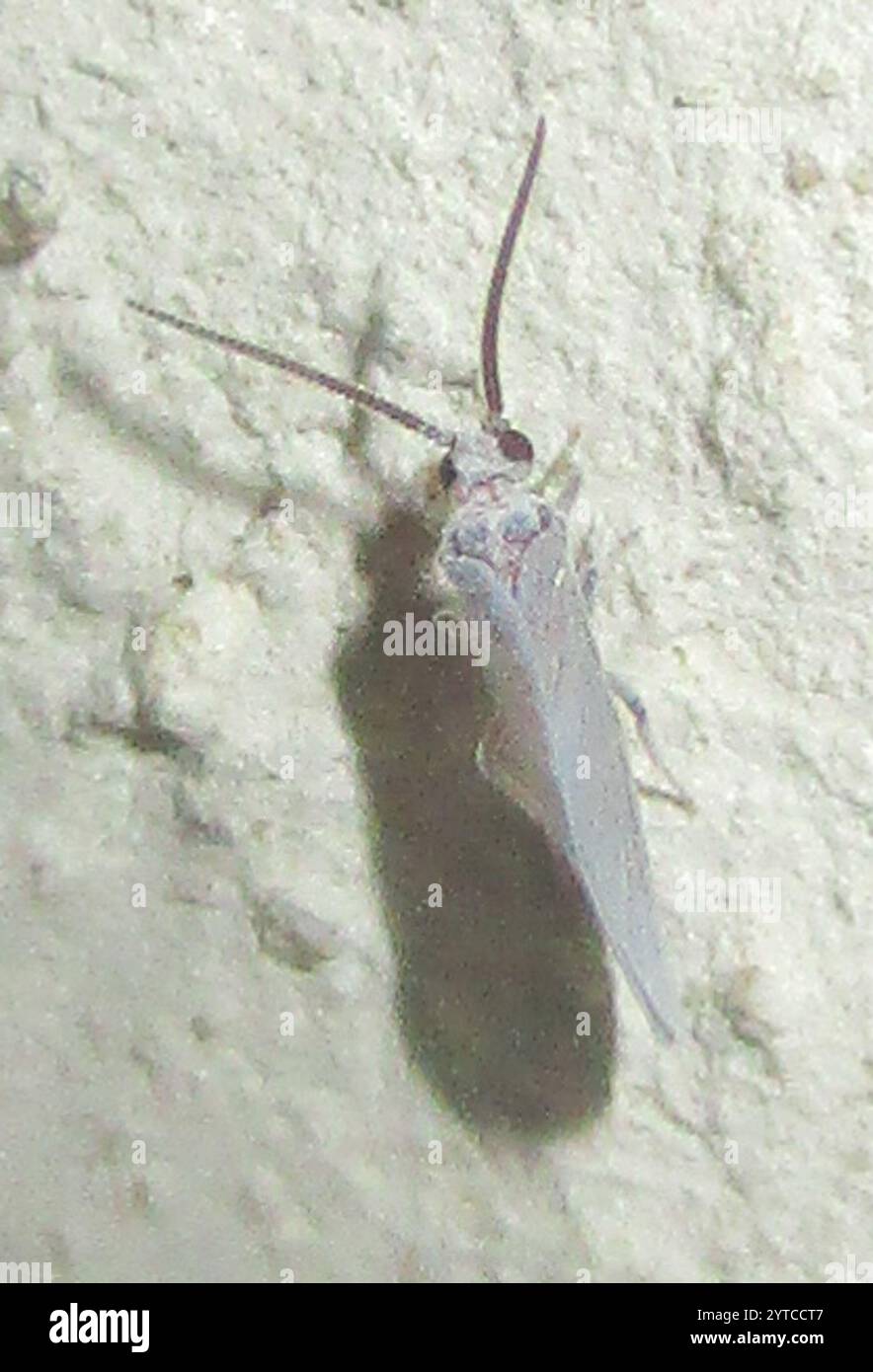 Dusty-winged Lacewings (Coniopterygidae Stock Photo - Alamy