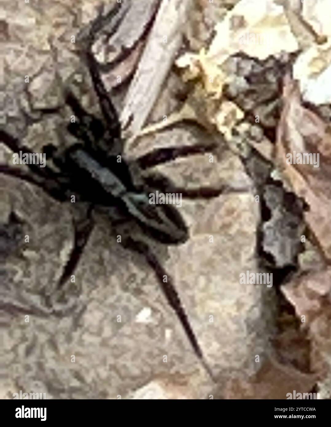 White-banded Fox Spider (Alopecosa albofasciata Stock Photo - Alamy