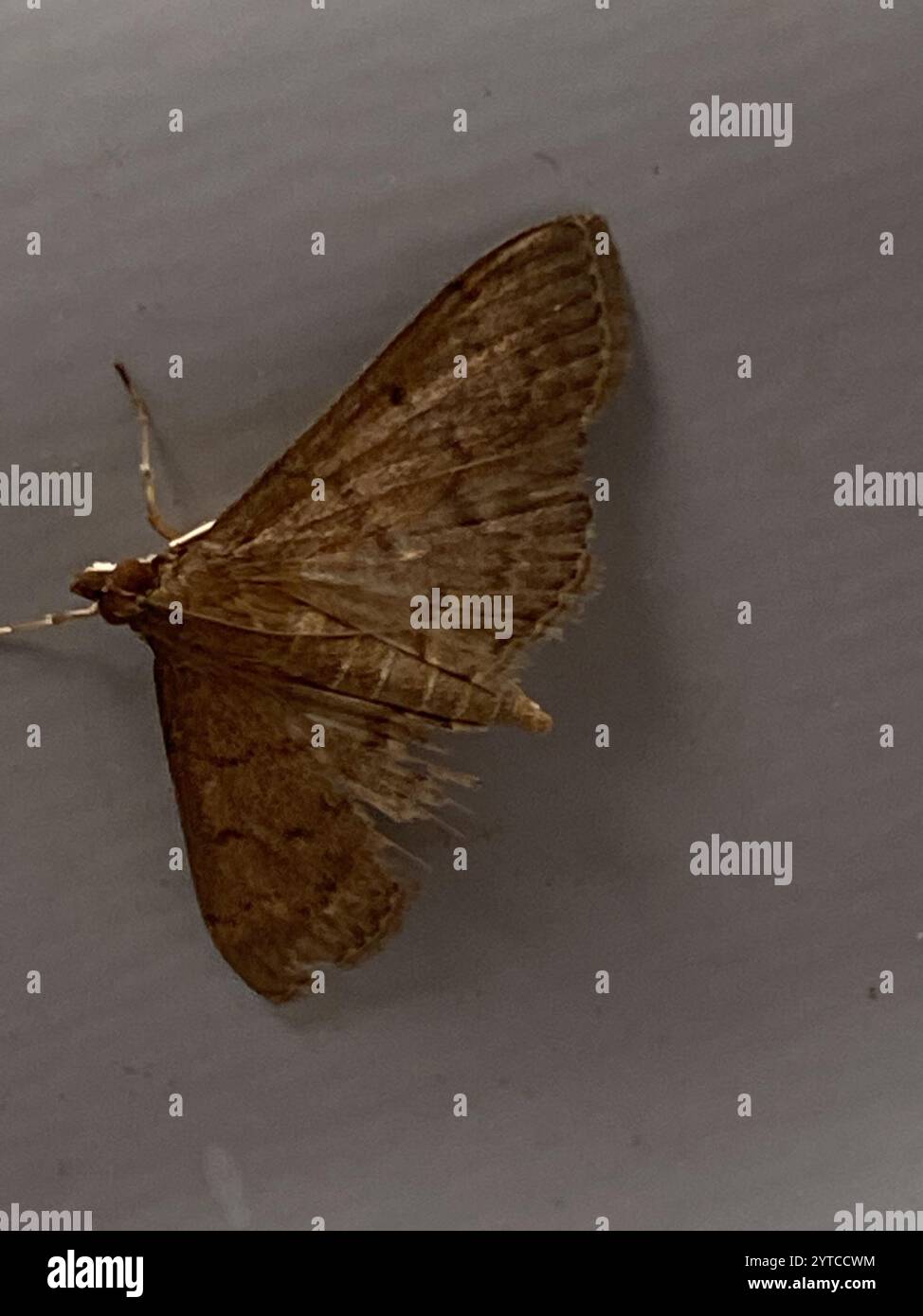 Grass Webworm Moth (Herpetogramma licarsisalis Stock Photo - Alamy