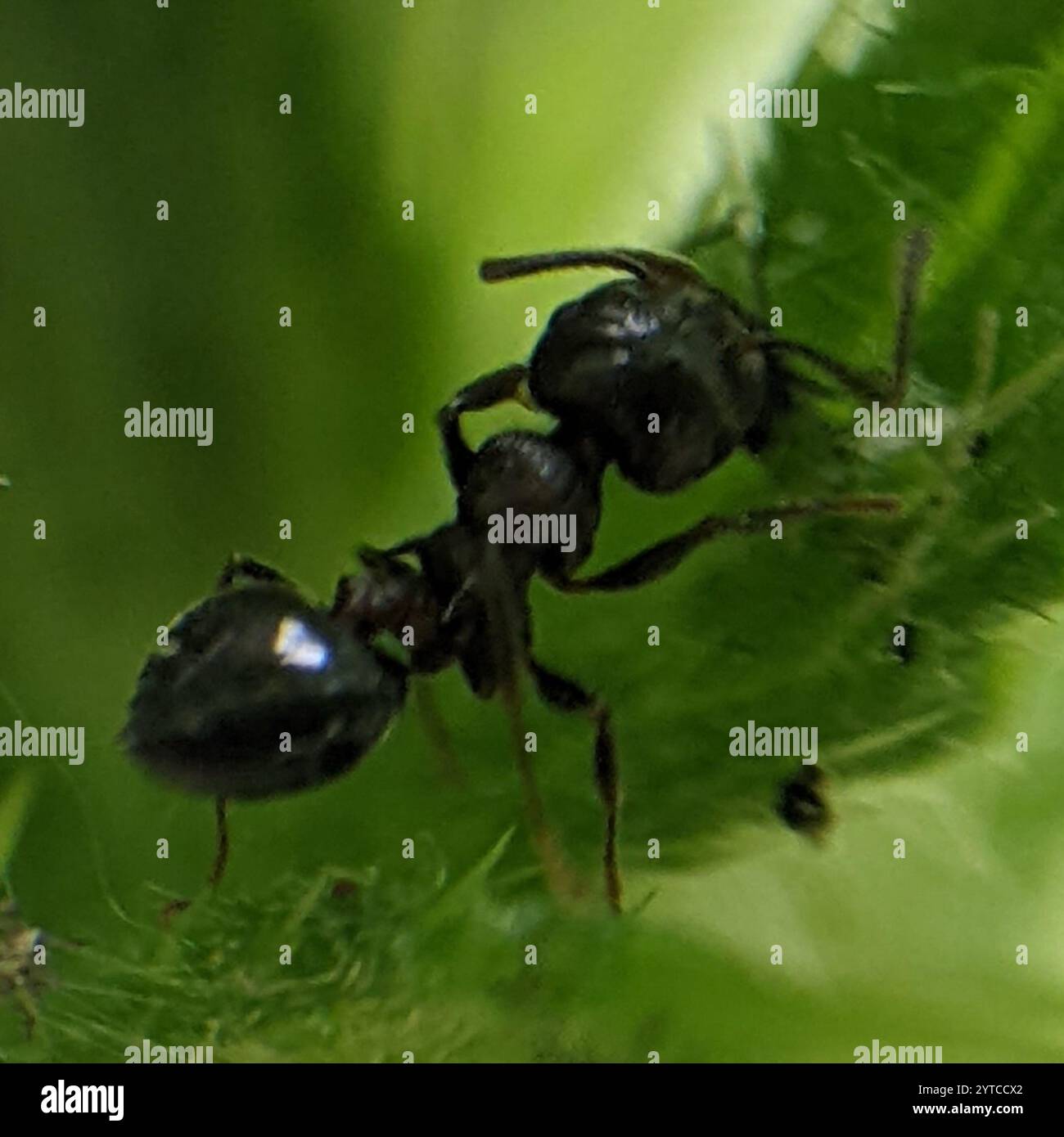 Cherry Acrobat Ant (Crematogaster cerasi Stock Photo - Alamy