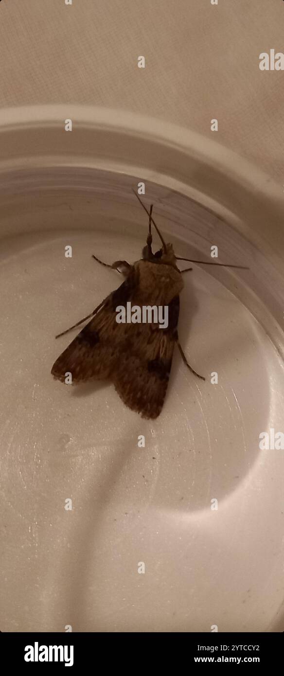 Shuttle-shaped Dart (Agrotis puta Stock Photo - Alamy