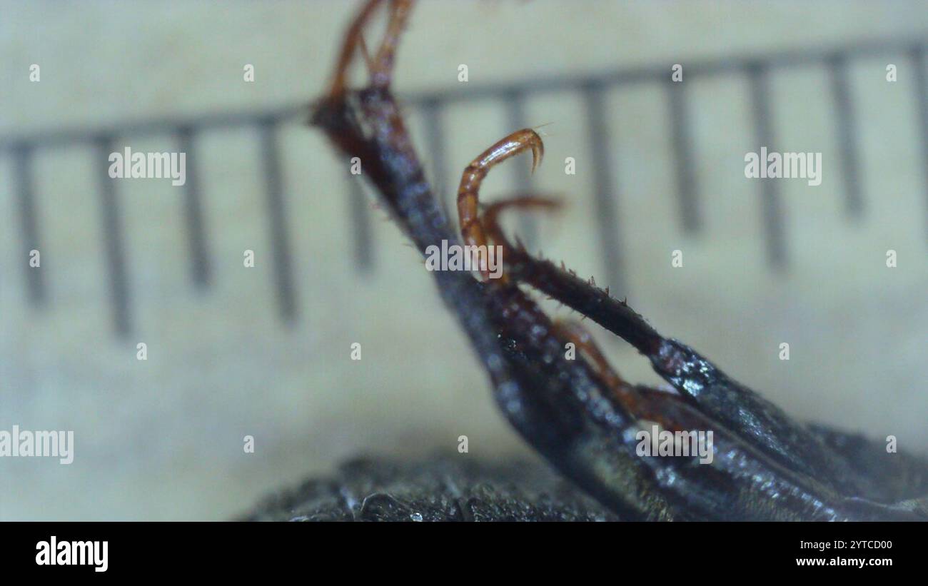 Ground and Water Beetles (Adephaga Stock Photo - Alamy