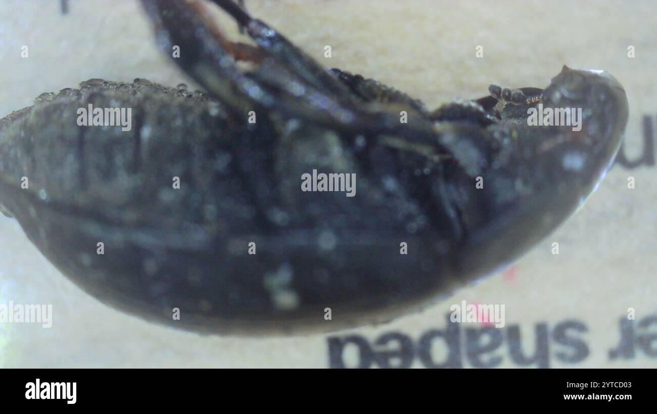 Ground and Water Beetles (Adephaga Stock Photo - Alamy