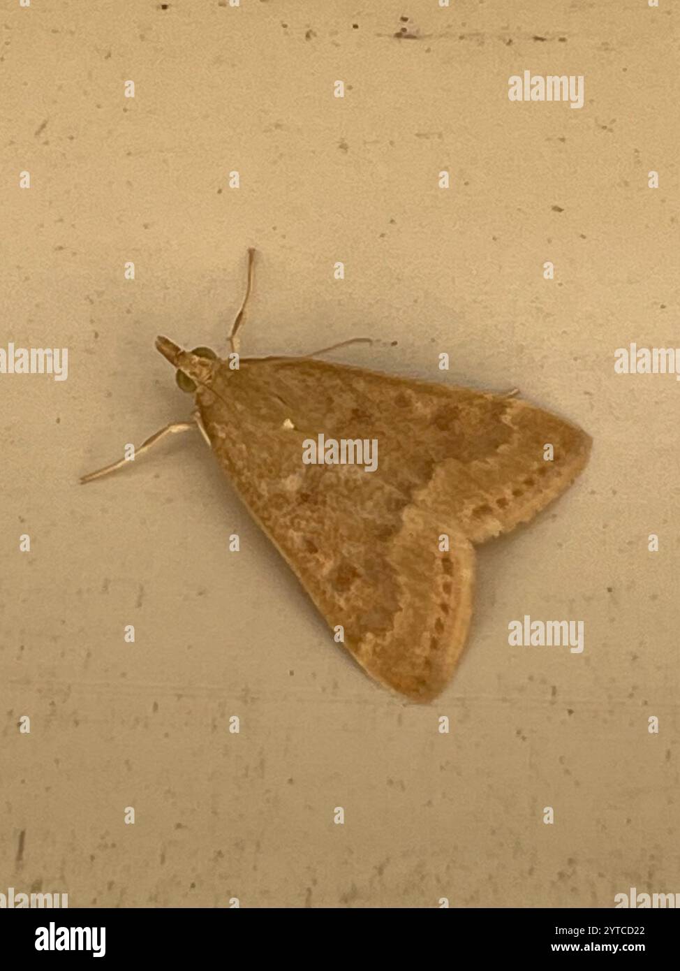 Garden Webworm Moth (Achyra rantalis Stock Photo - Alamy