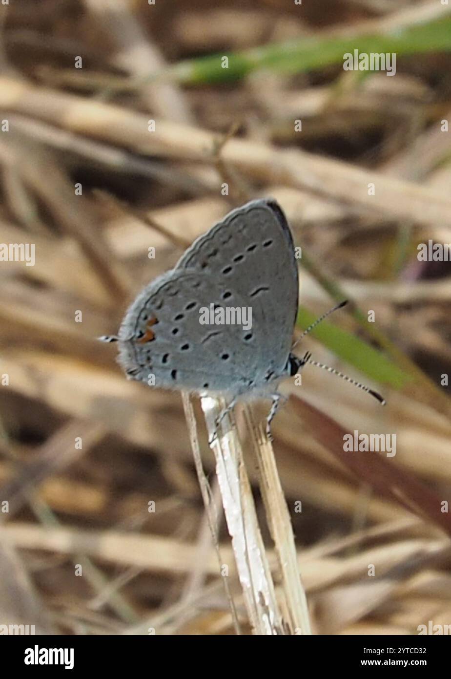 Eastern Tailed-Blue (Cupido comyntas Stock Photo - Alamy