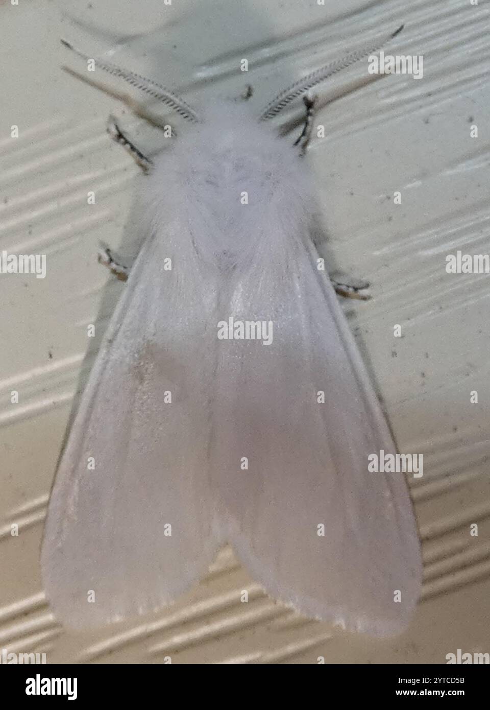 Fall Webworm Moth (Hyphantria cunea Stock Photo - Alamy