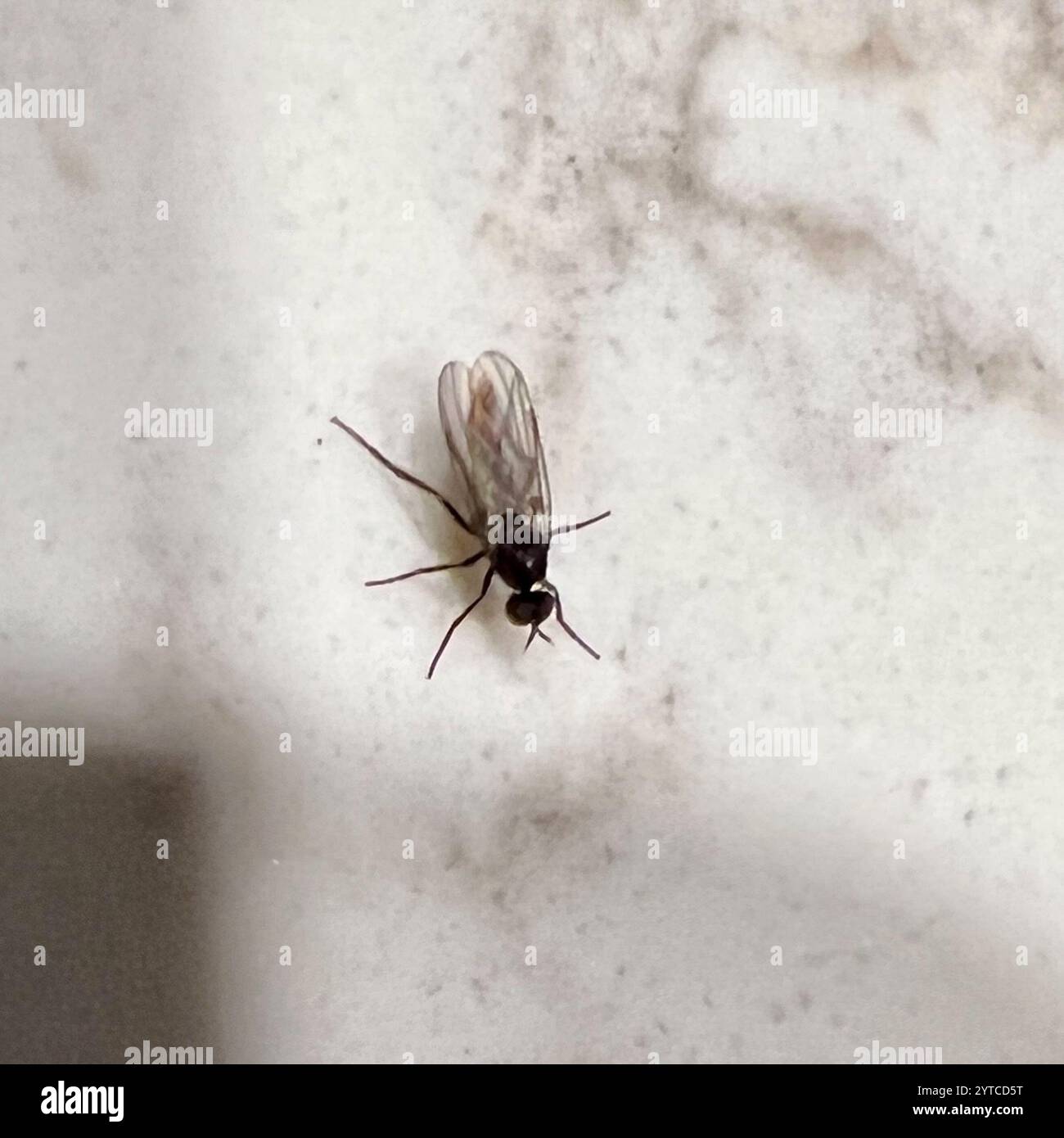 Dance Flies, Long-legged Flies, and Allies (Empidoidea Stock Photo - Alamy