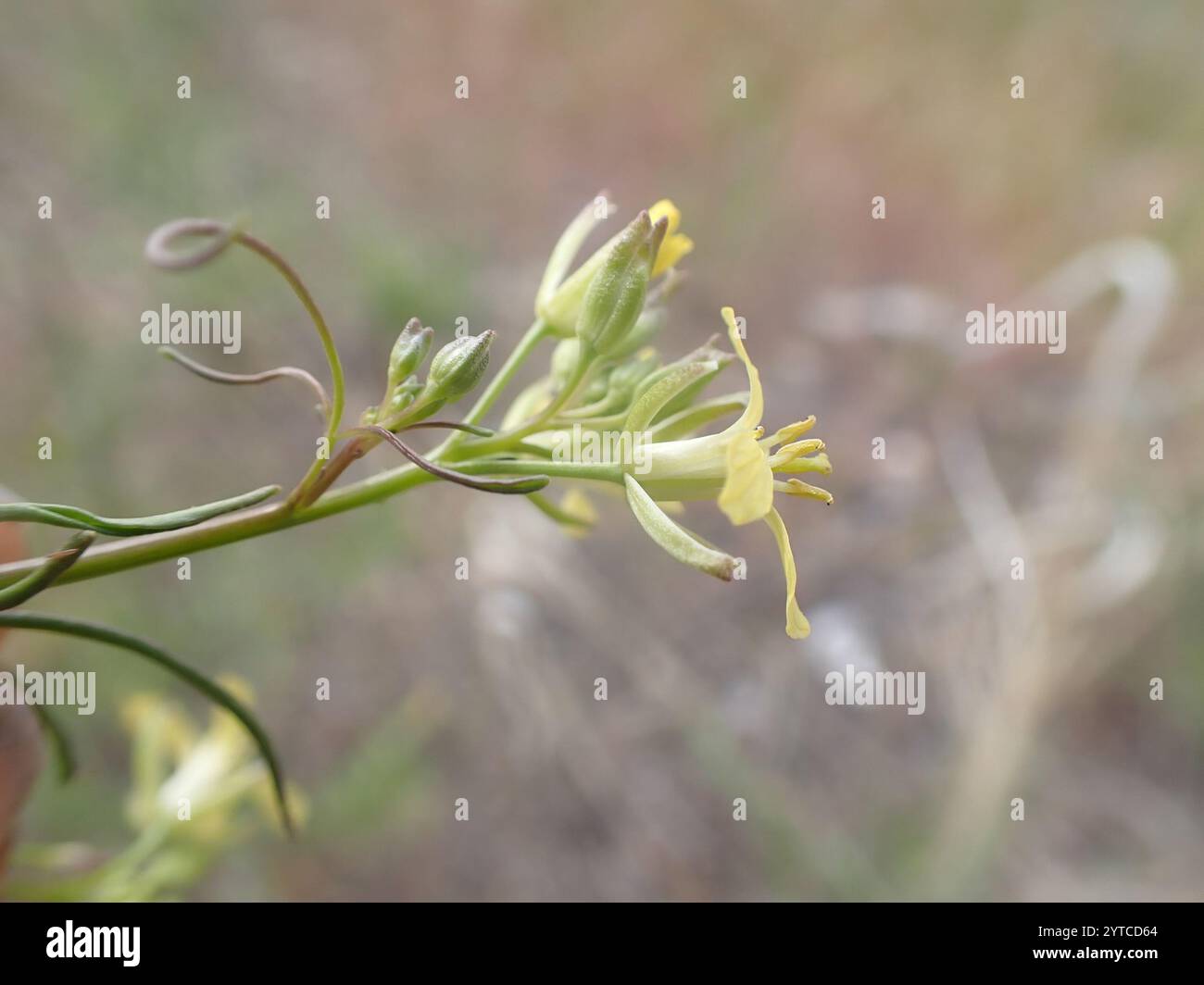 Tall Tumblemustard (Sisymbrium altissimum Stock Photo - Alamy