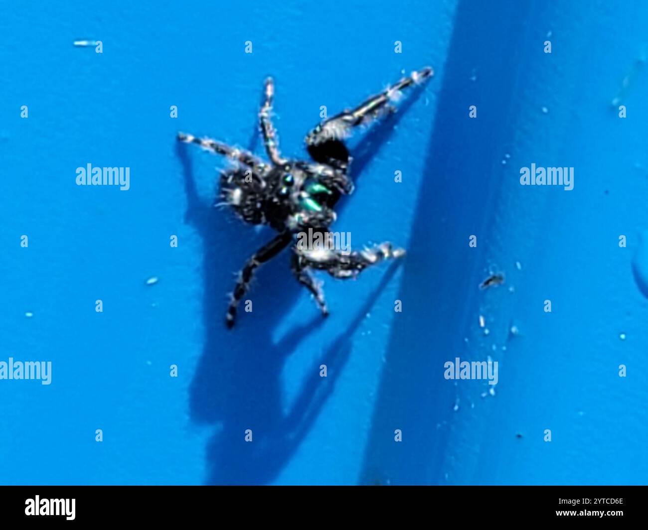 Bold Jumping Spider (Phidippus audax Stock Photo - Alamy