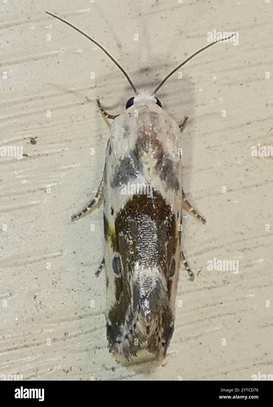 Olive-shaded Bird-dropping Moth (Ponometia candefacta Stock Photo - Alamy