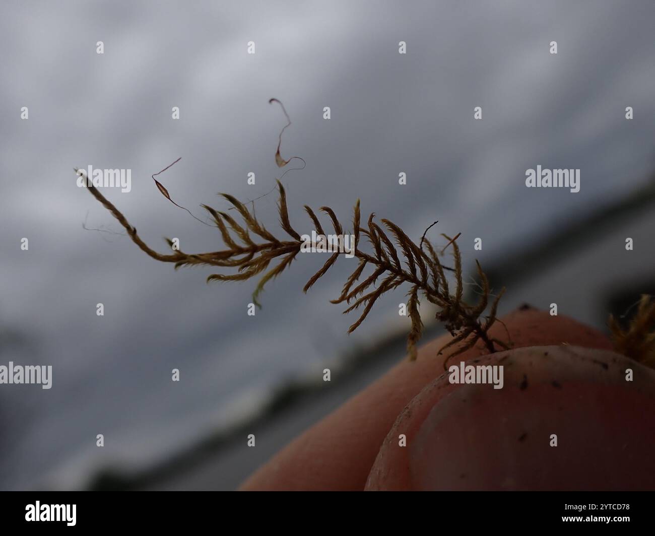 fern-leaved hook-moss (Cratoneuron filicinum Stock Photo - Alamy