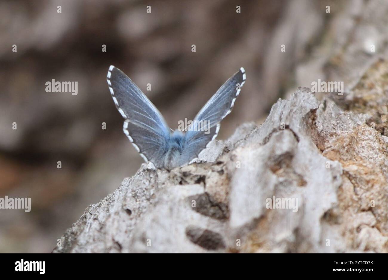 Arrowhead Blue (Glaucopsyche piasus Stock Photo - Alamy