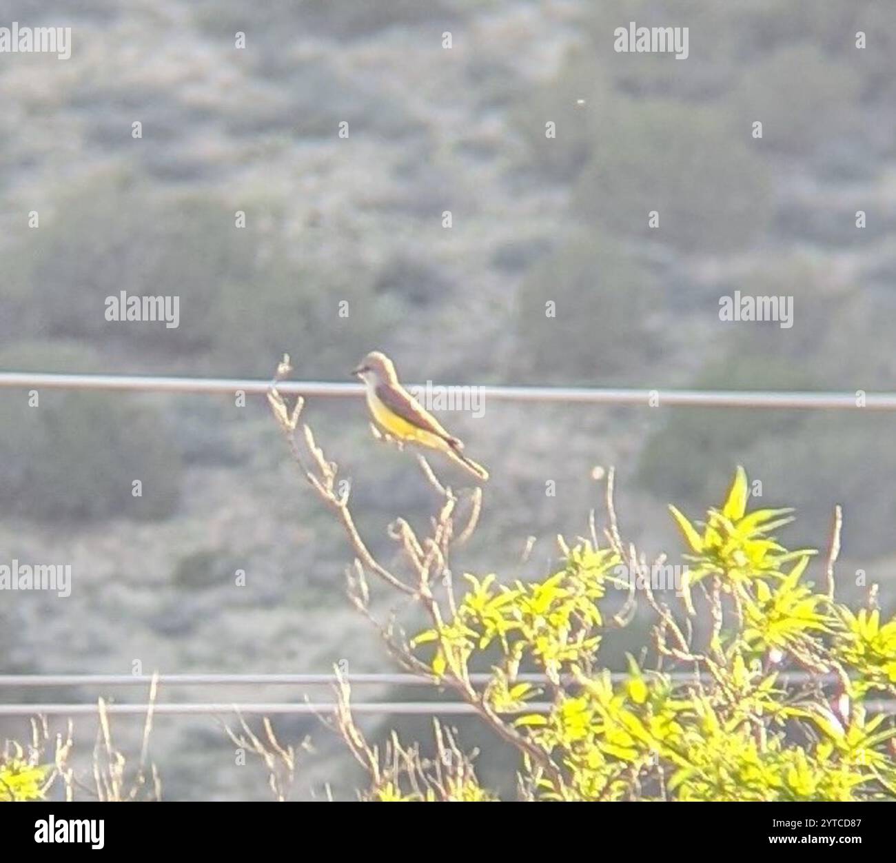 Western Kingbird (Tyrannus verticalis Stock Photo - Alamy