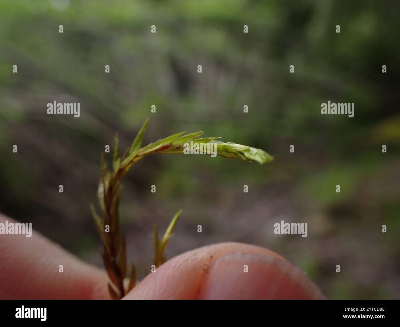 Willow Moss (Fontinalis antipyretica Stock Photo - Alamy