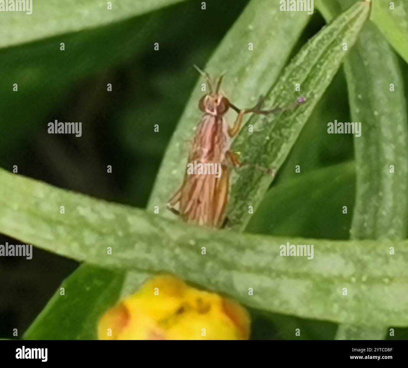 Sepedon hi-res stock photography and images - Alamy