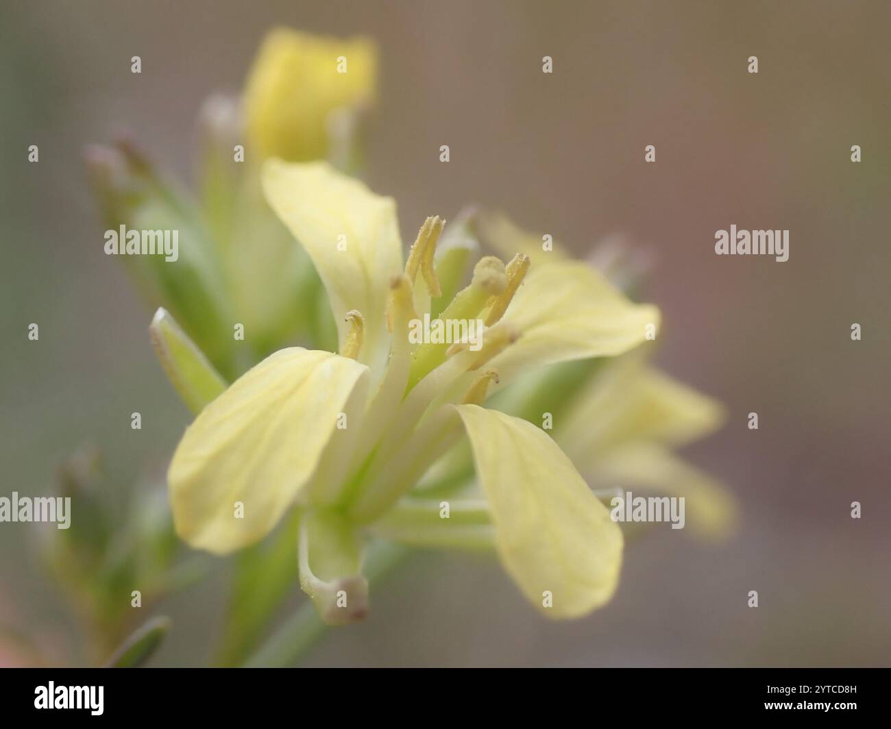 Tall Tumblemustard (Sisymbrium altissimum Stock Photo - Alamy