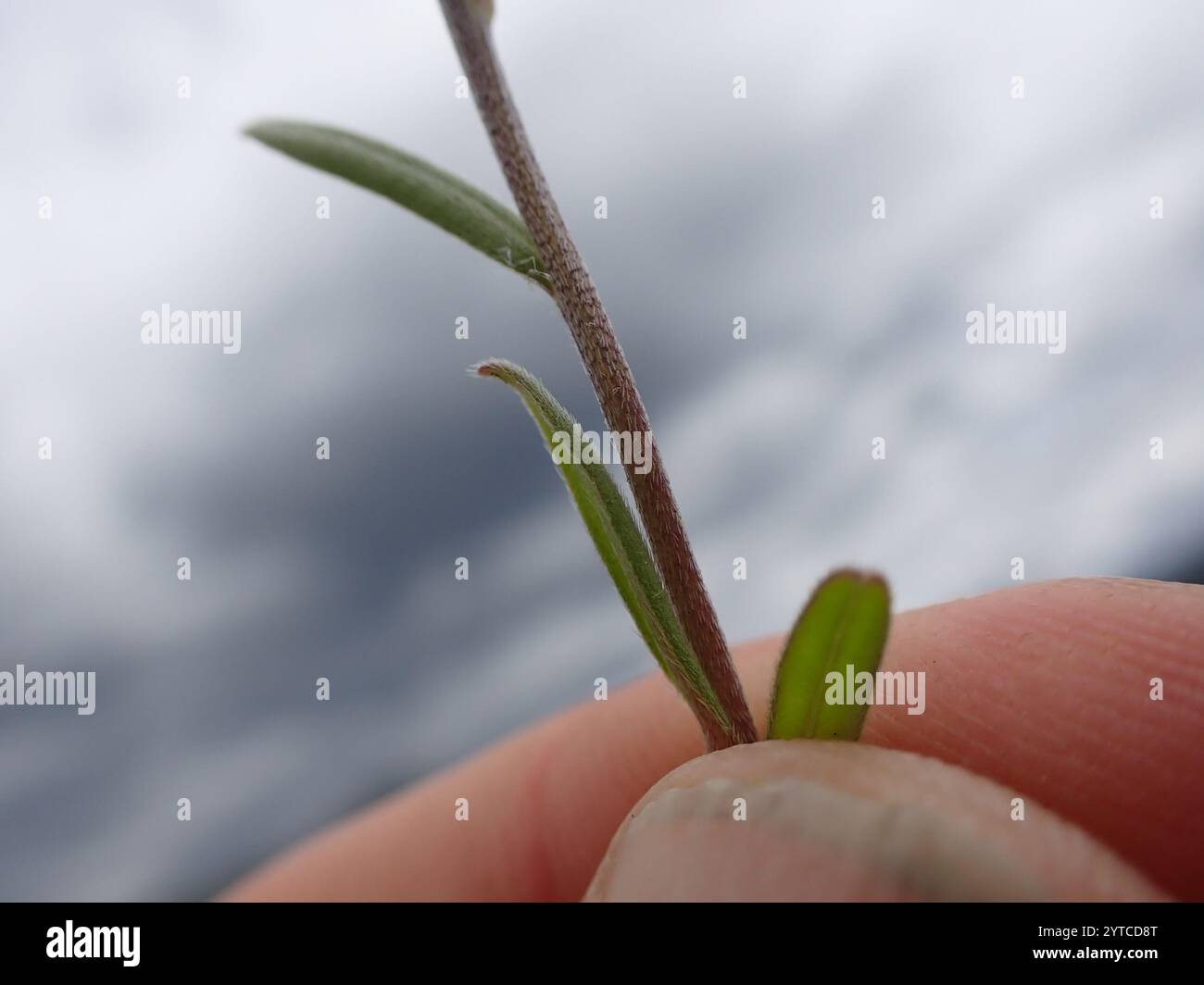 corn gromwell (Buglossoides arvensis Stock Photo - Alamy