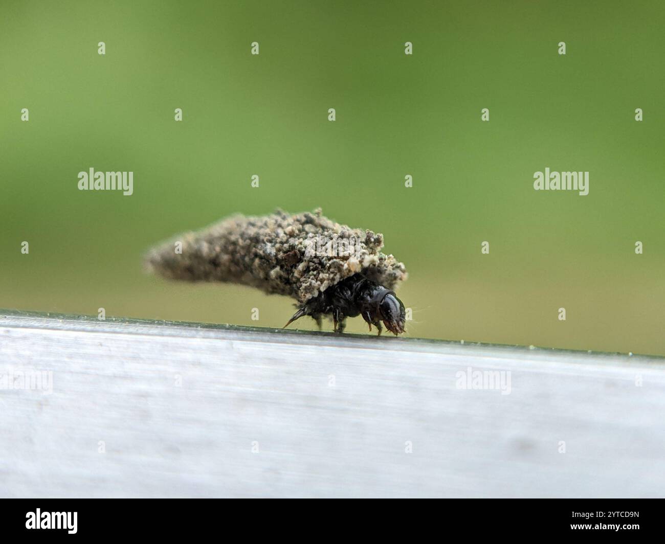 Bagworm Moths (Psychidae Stock Photo - Alamy