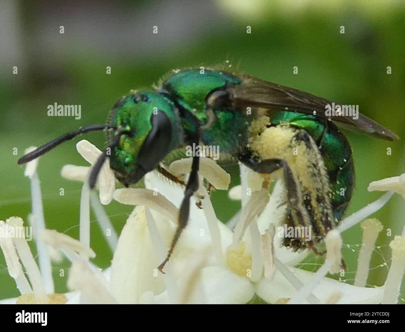 Augochlora pura hi-res stock photography and images - Alamy