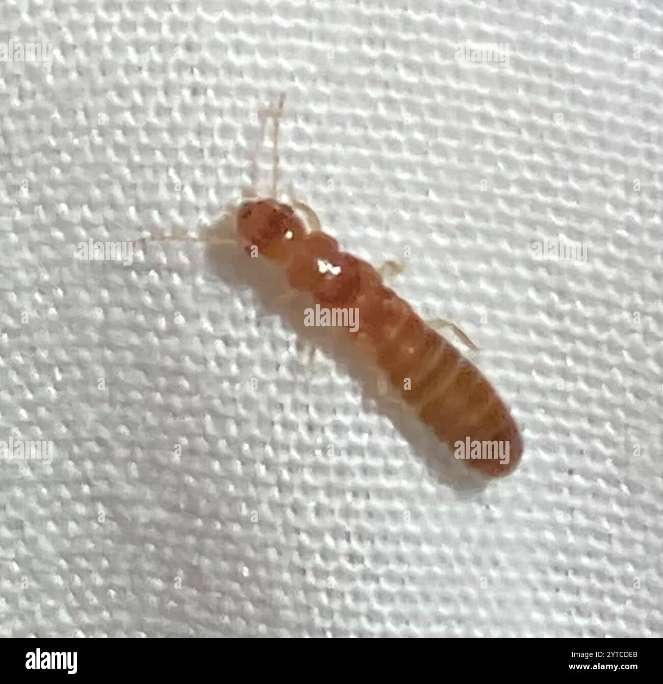 Drywood Termites (Kalotermitidae Stock Photo - Alamy