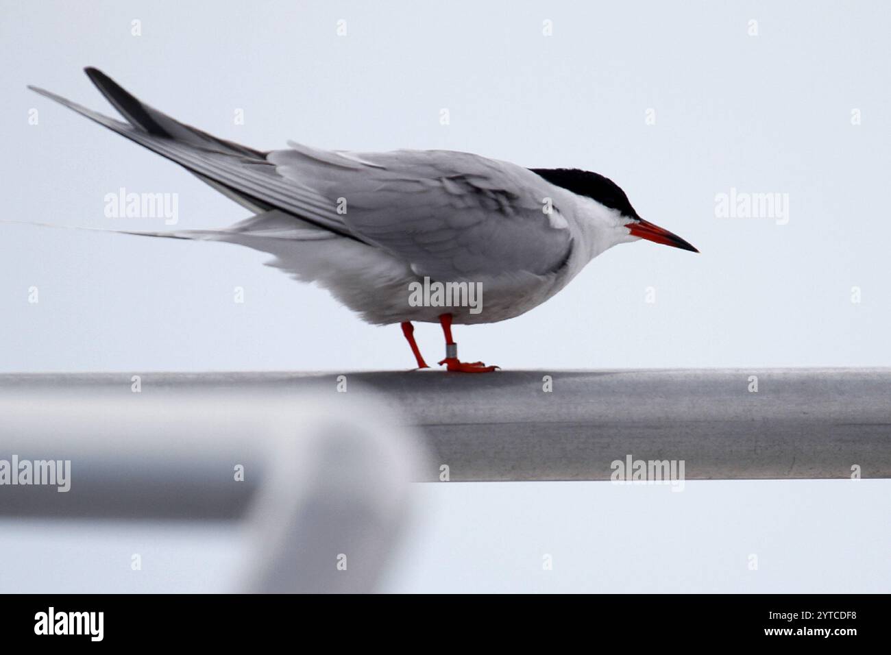 Common Tern (Sterna hirundo Stock Photo - Alamy