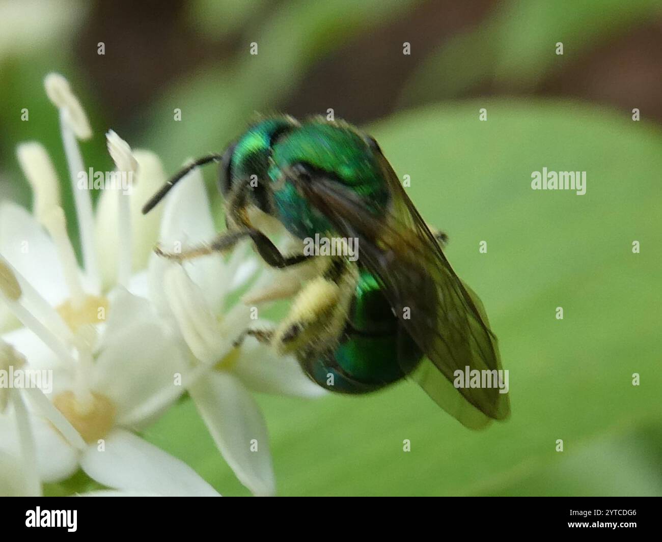 Augochlora pura hi-res stock photography and images - Alamy