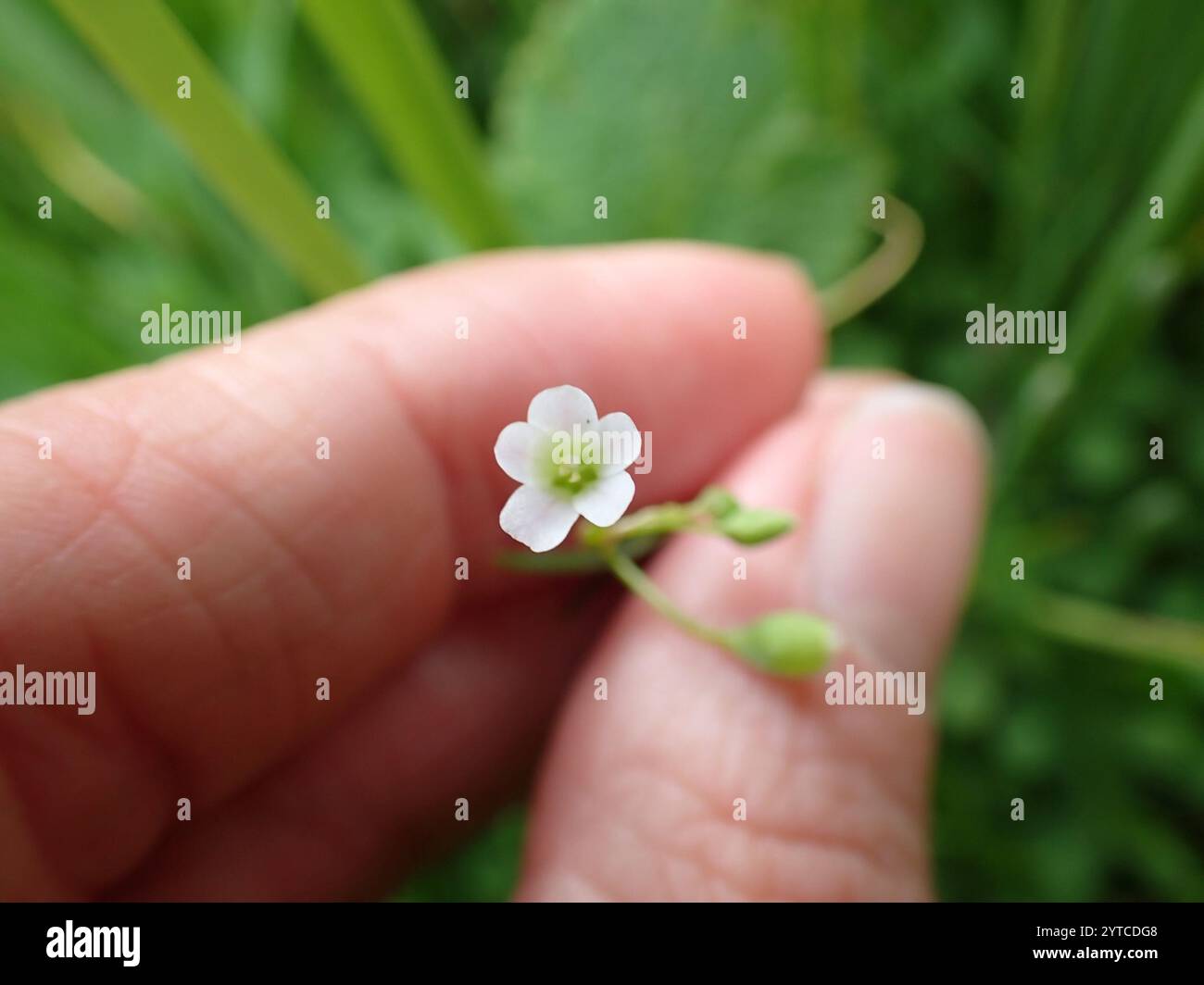 Narrow-leaved Montia (Montia linearis Stock Photo - Alamy
