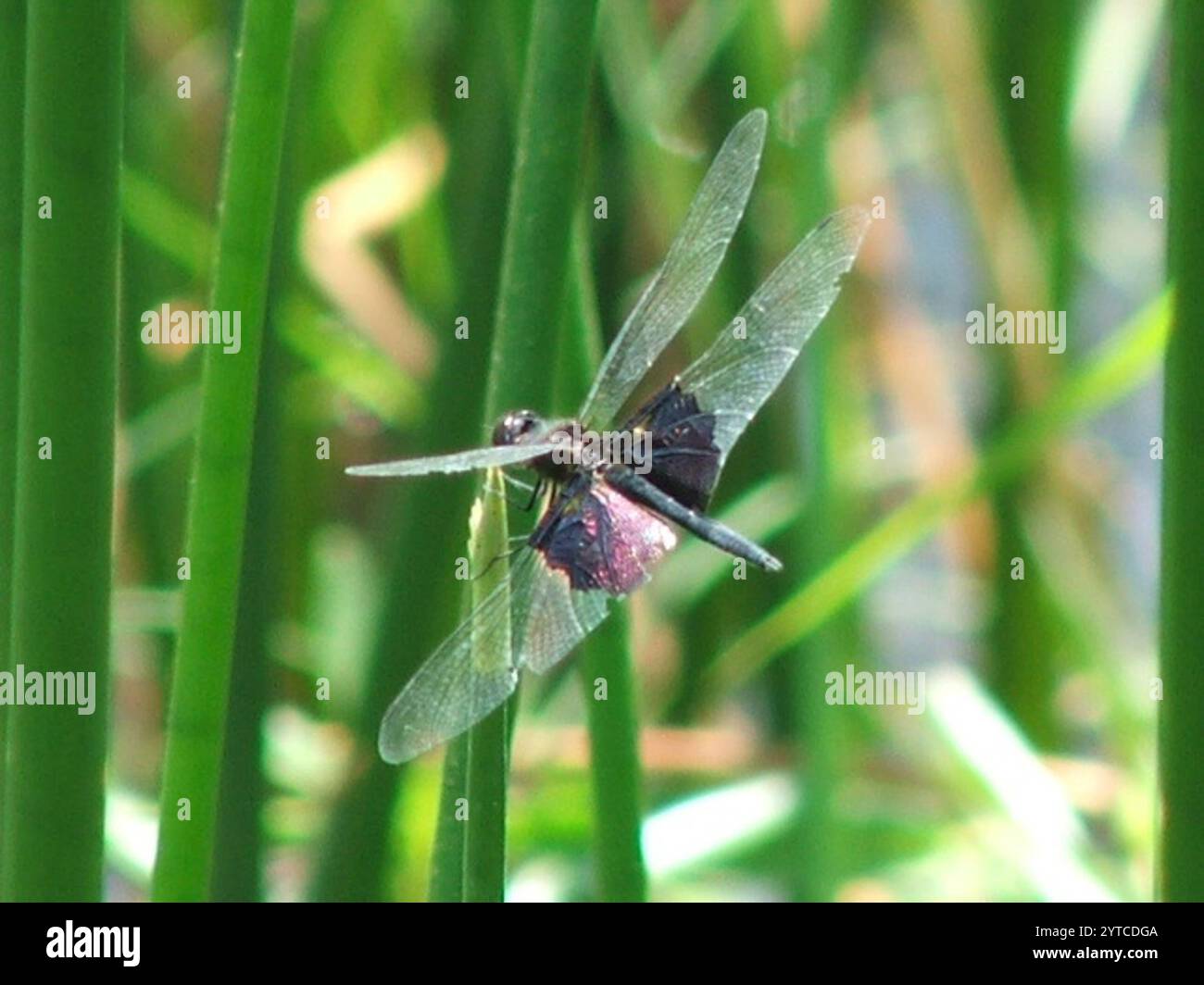 Phantom Flutterer (Rhyothemis semihyalina Stock Photo - Alamy