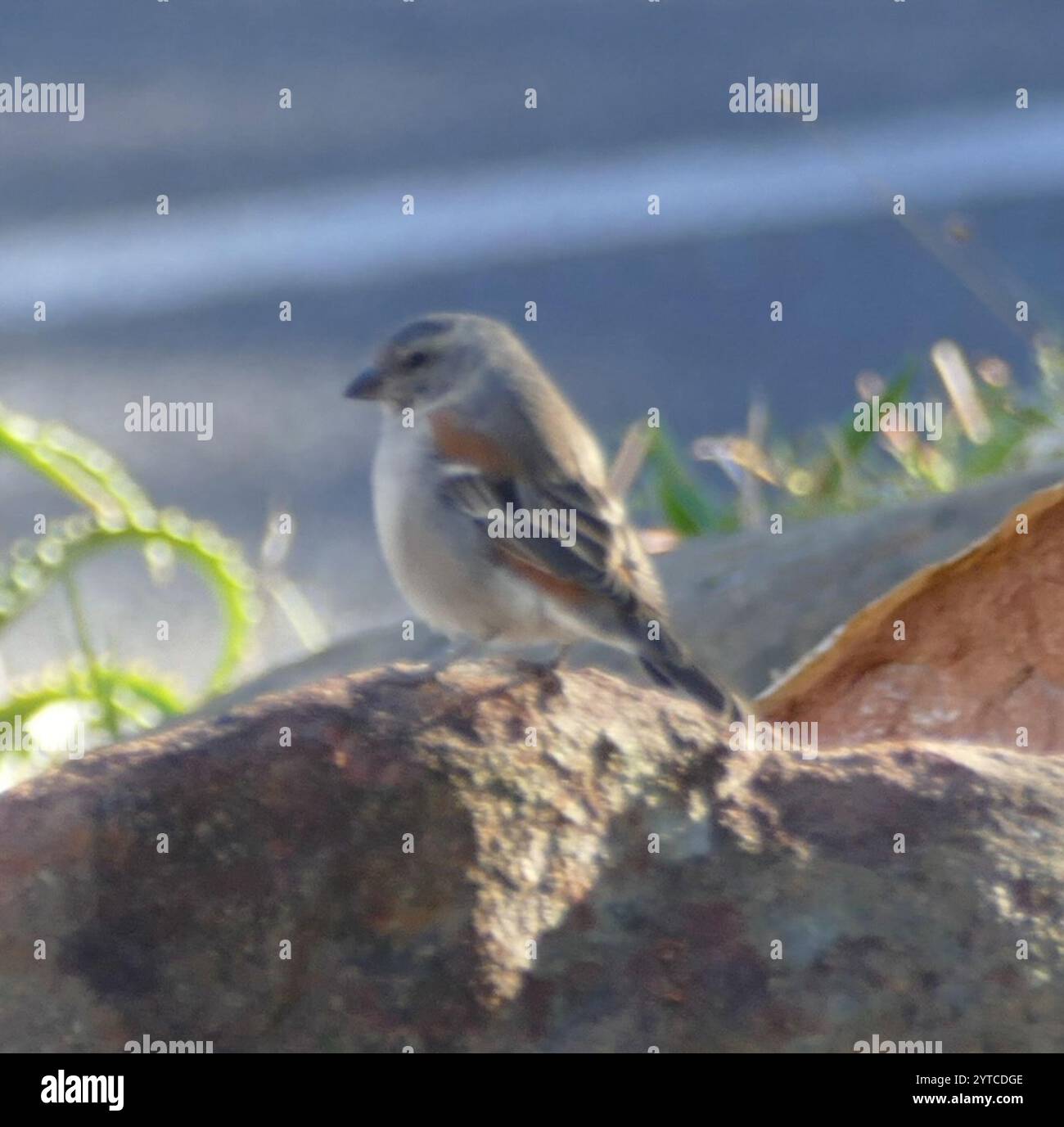 Cape Sparrow (Passer melanurus Stock Photo - Alamy