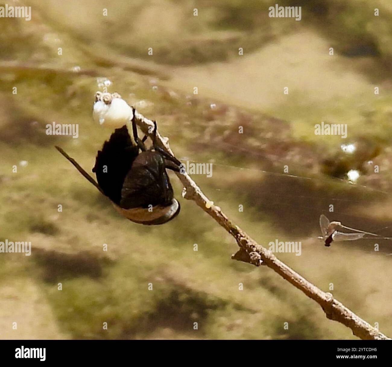 Tabanus punctifer hi-res stock photography and images - Alamy