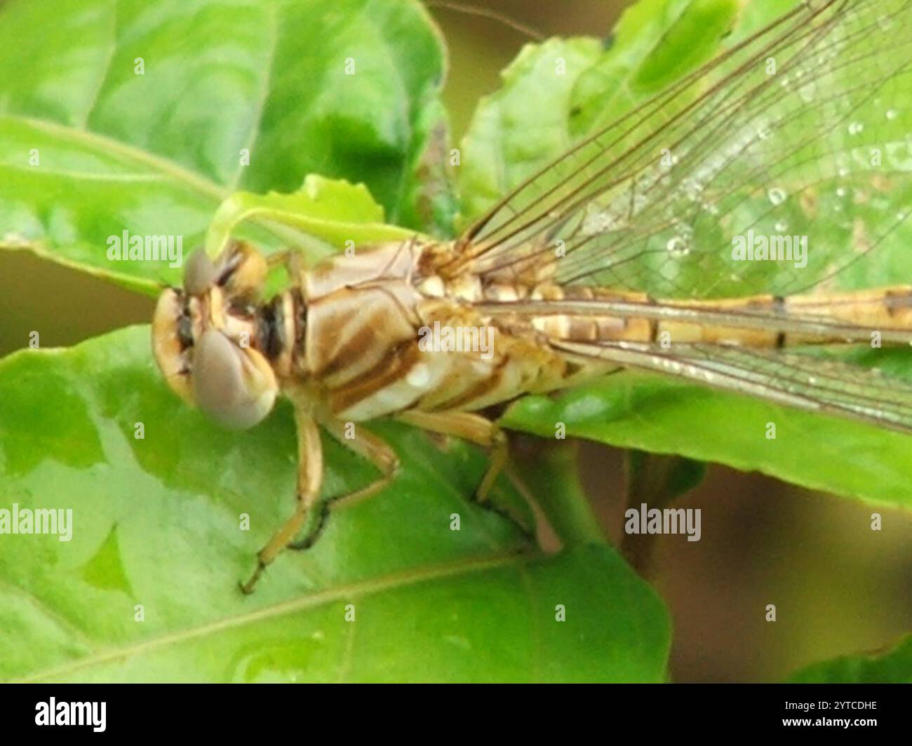 Clubbed Talontail (Crenigomphus hartmanni Stock Photo - Alamy
