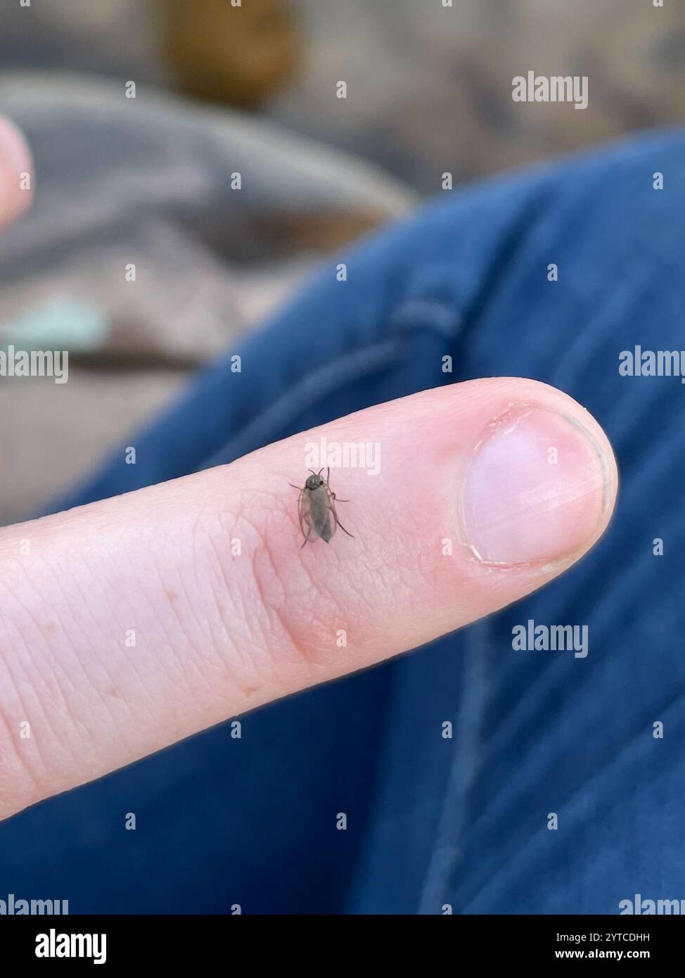 Black Flies (Simuliidae Stock Photo - Alamy