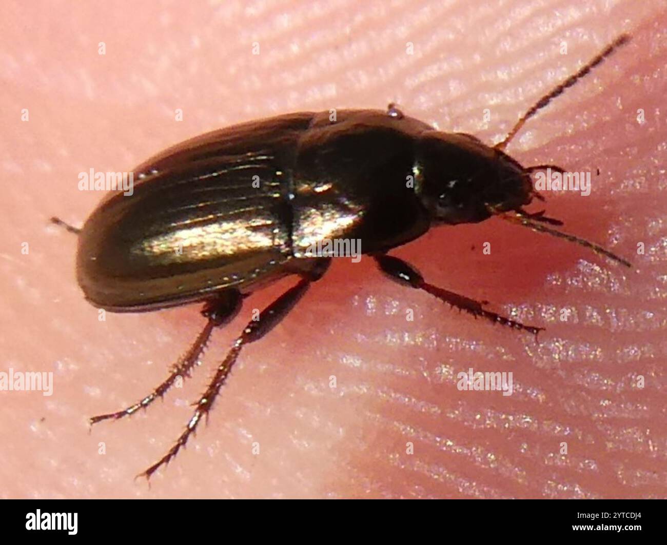 Sun Beetles (Amara Stock Photo - Alamy