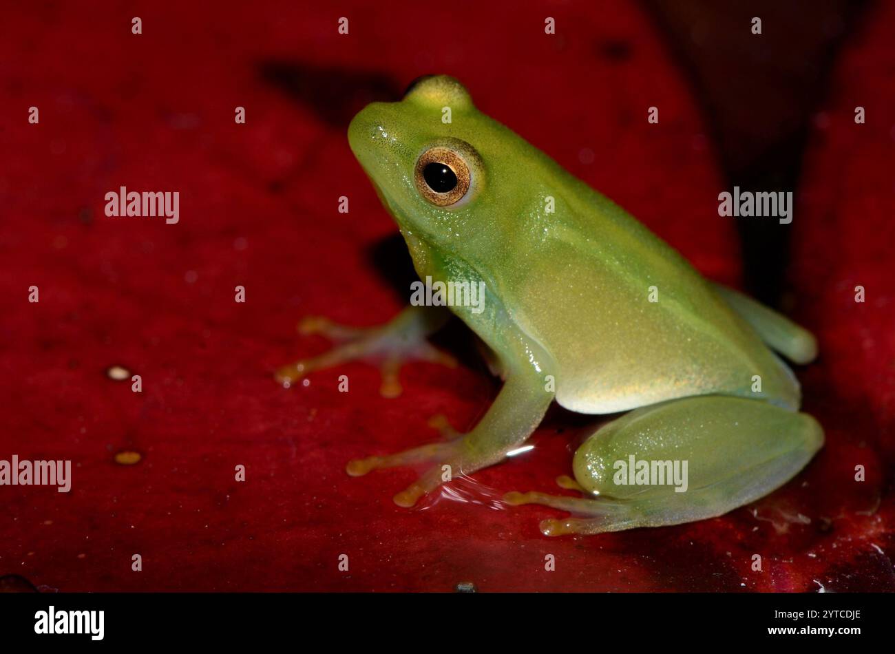 Water Lily Reed Frog (Hyperolius pusillus Stock Photo - Alamy