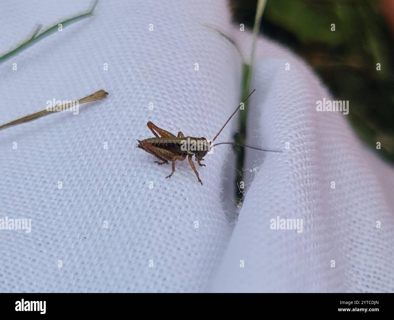 Shieldback Katydids (Tettigoniinae Stock Photo - Alamy