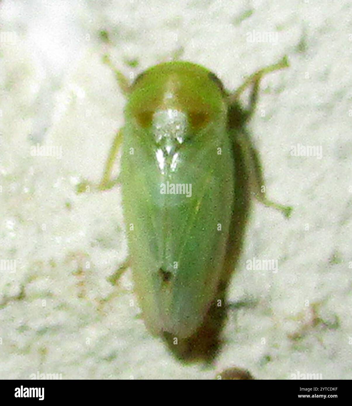 Typical Leafhoppers (Cicadellidae Stock Photo - Alamy